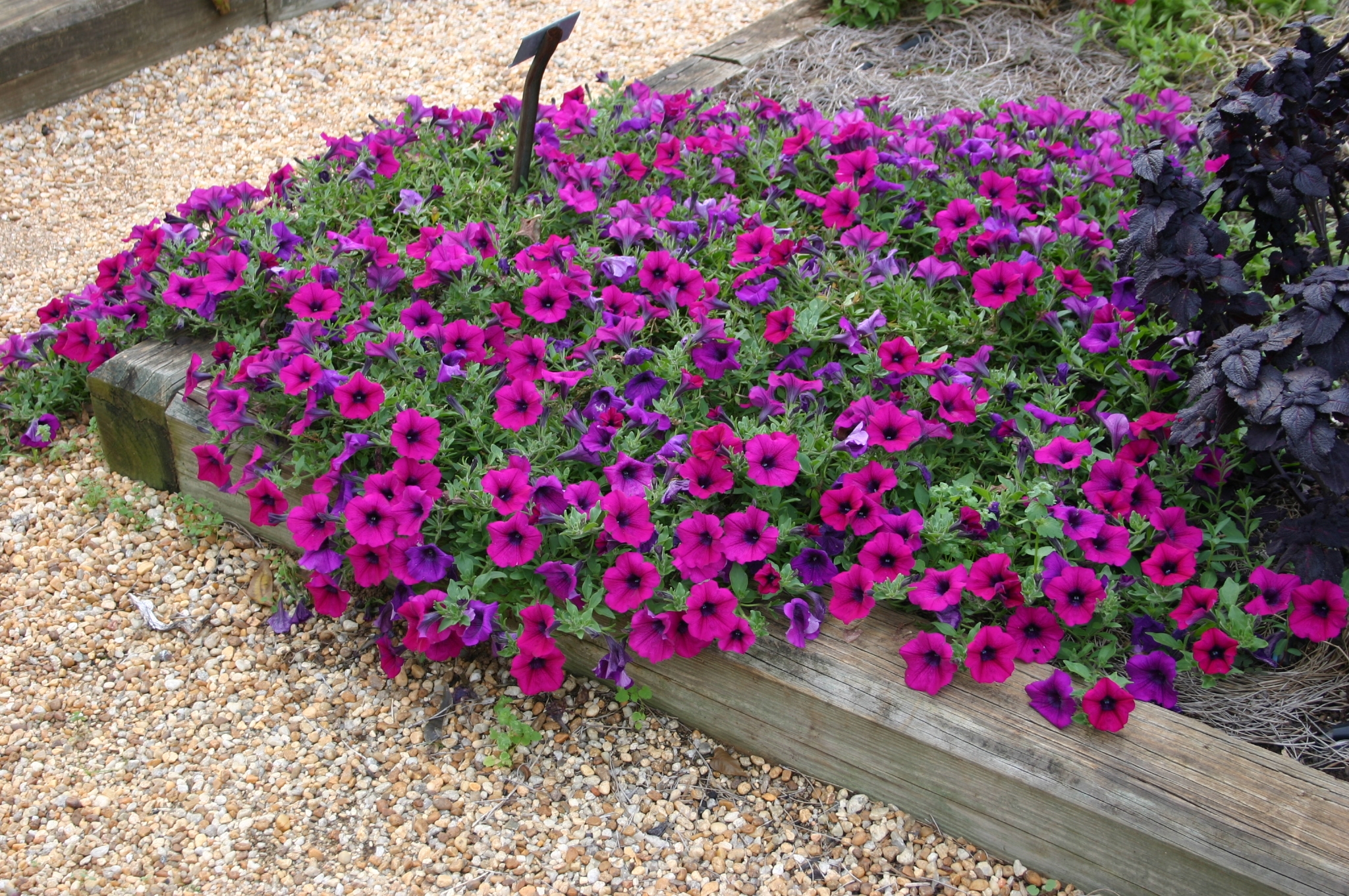 Growing Wave Petunias at Nelson Roberto blog