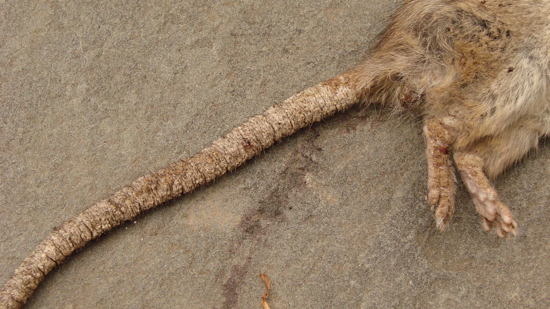 Rat Crusty Skin On Ear Walter Reeves The Georgia Gardener
