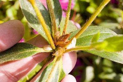 Azalea – Cold Damage | Walter Reeves: The Georgia Gardener