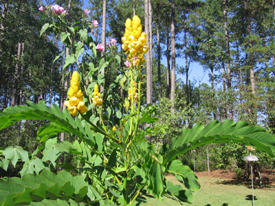 Candlestick Plant – Identification | Walter Reeves: The Georgia Gardener