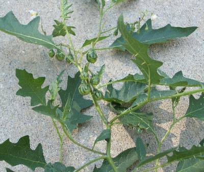 Horsenettle – Identification | Walter Reeves: The Georgia Gardener