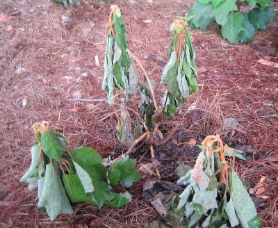 Oakleaf Hydrangea – Root Rot | Walter Reeves: The Georgia Gardener