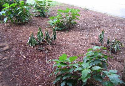 Oakleaf Hydrangea – Root Rot | Walter Reeves: The Georgia Gardener