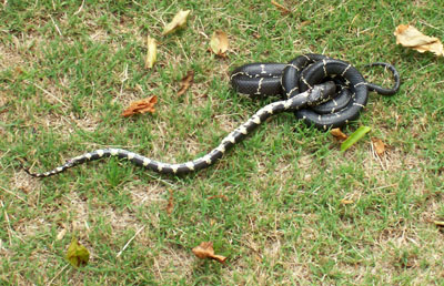 King Snake Eating Another Snake