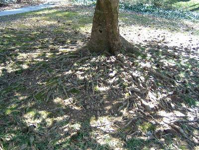 Magnolia – Removing Roots to Plant Grass | Walter Reeves: The Georgia ...