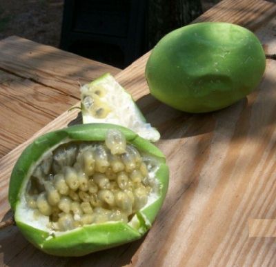 Anyone know what this plant is? (Found in Sevierville, Tennessee) : r ...