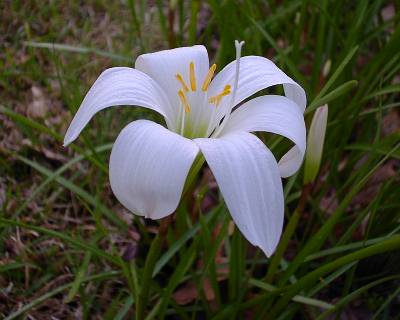 Rain Lily – Identification #2 | Walter Reeves: The Georgia Gardener
