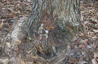 Oak – Slime Flux | Walter Reeves: The Georgia Gardener