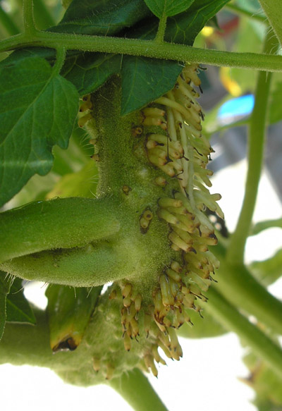 Tomato – Roots on Stem | Walter Reeves: The Georgia Gardener