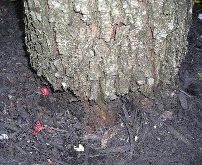 Tree – Trunk Rot from Mulch | Walter Reeves: The Georgia Gardener