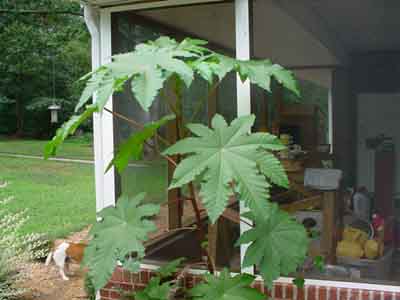 Castor Bean – Ricin | Walter Reeves: The Georgia Gardener
