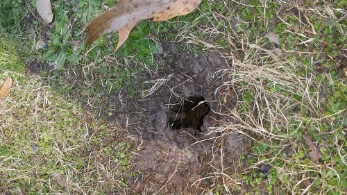 Diagnosing (Identifying) Holes in the Yard | Walter Reeves: The Georgia ...