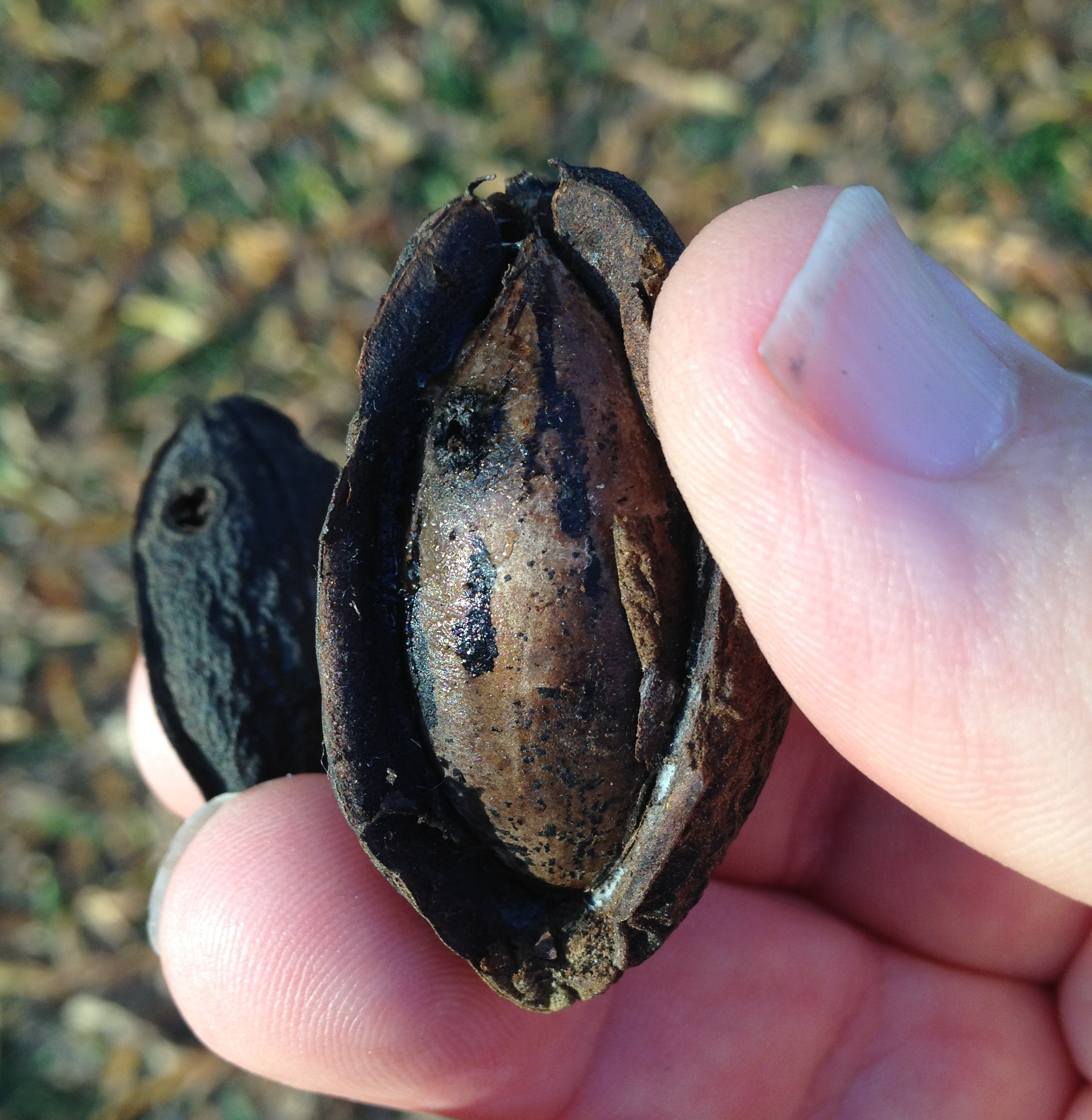 Pecan Weevil – Control | Walter Reeves: The Georgia Gardener
