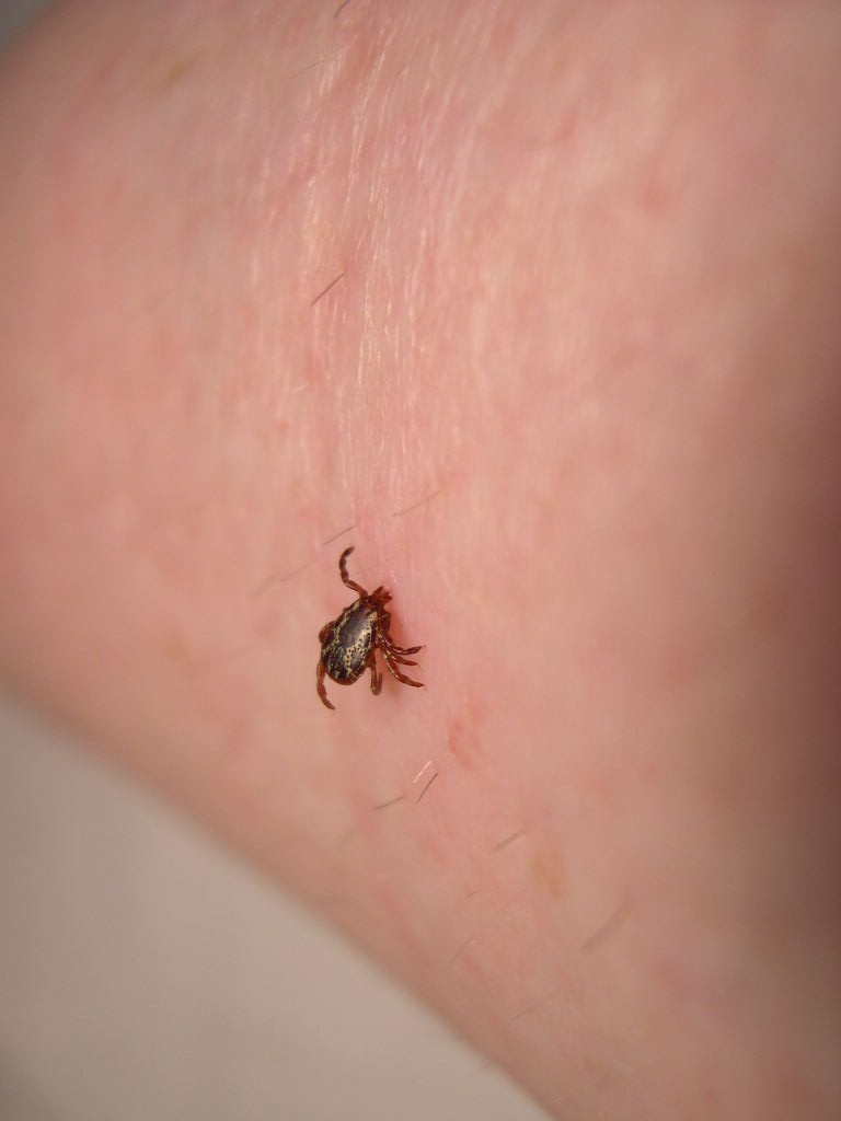 Ticks – Identification and Control | Walter Reeves: The Georgia Gardener