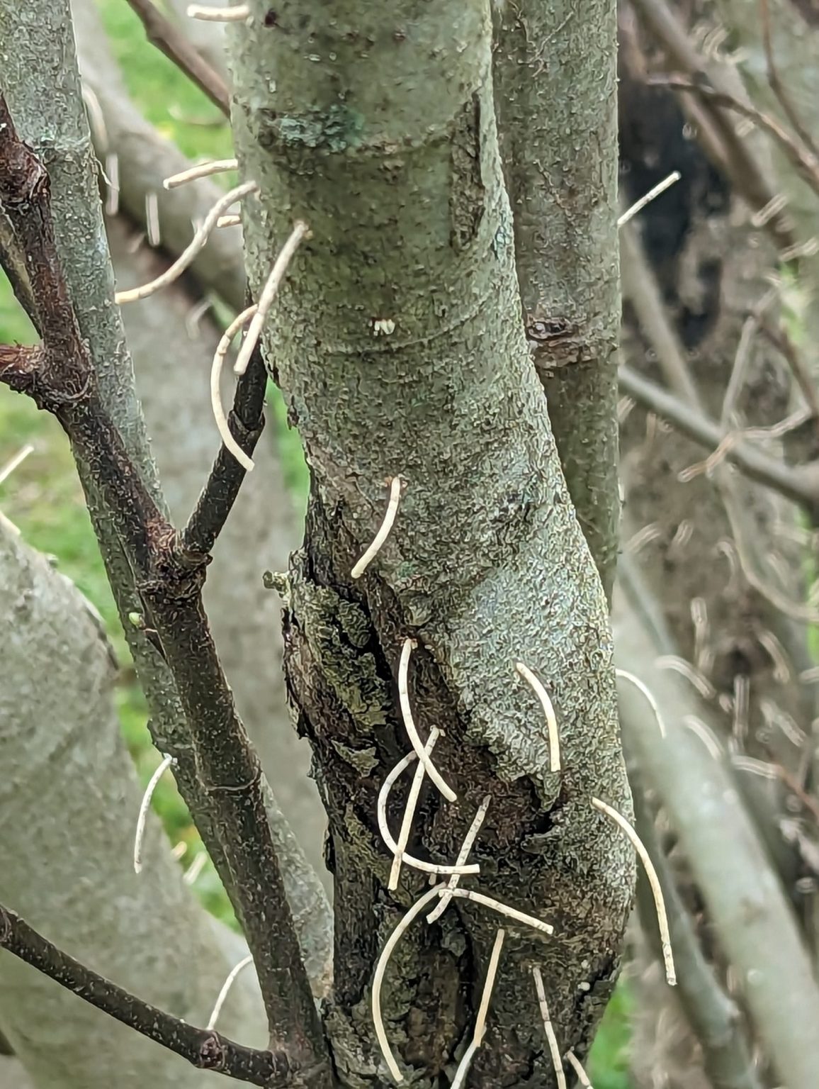 Skin rash from Virginia creeper vine | Walter Reeves: The Georgia Gardener