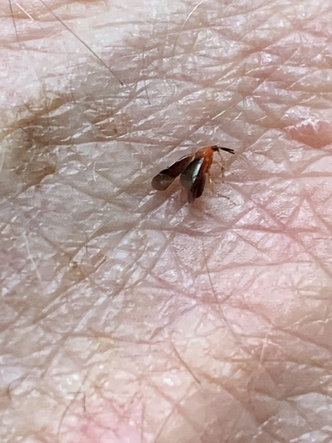 Azalea – Biting Plant Bug | Walter Reeves: The Georgia Gardener