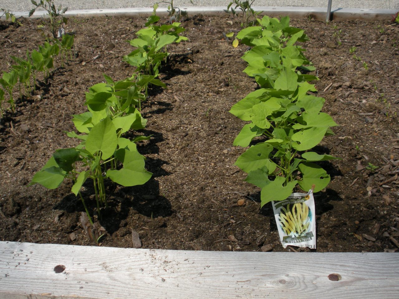 Science Fair Project – Effects of Nitrogen | Walter Reeves: The Georgia ...