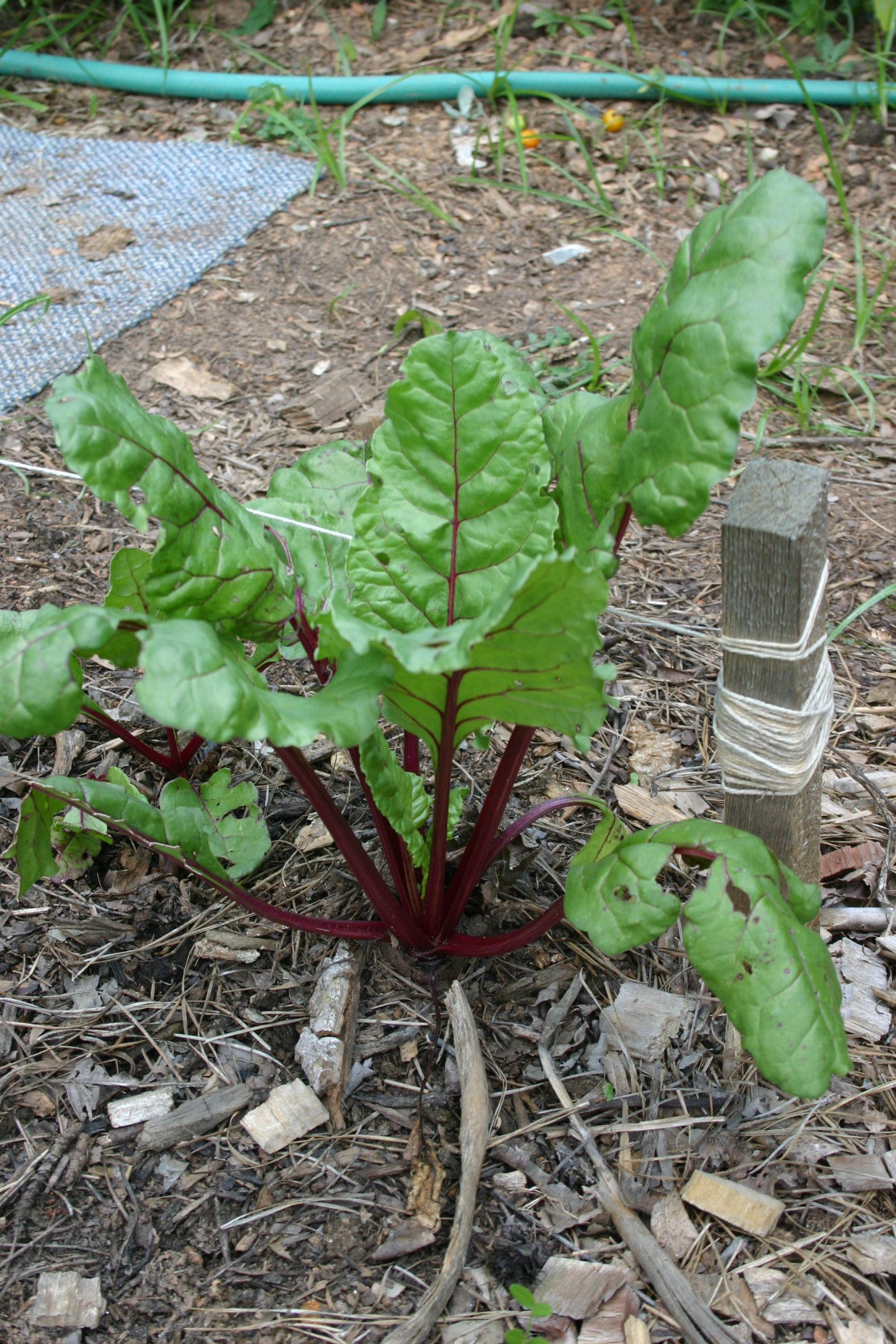 Beet Seedlings Falling Over