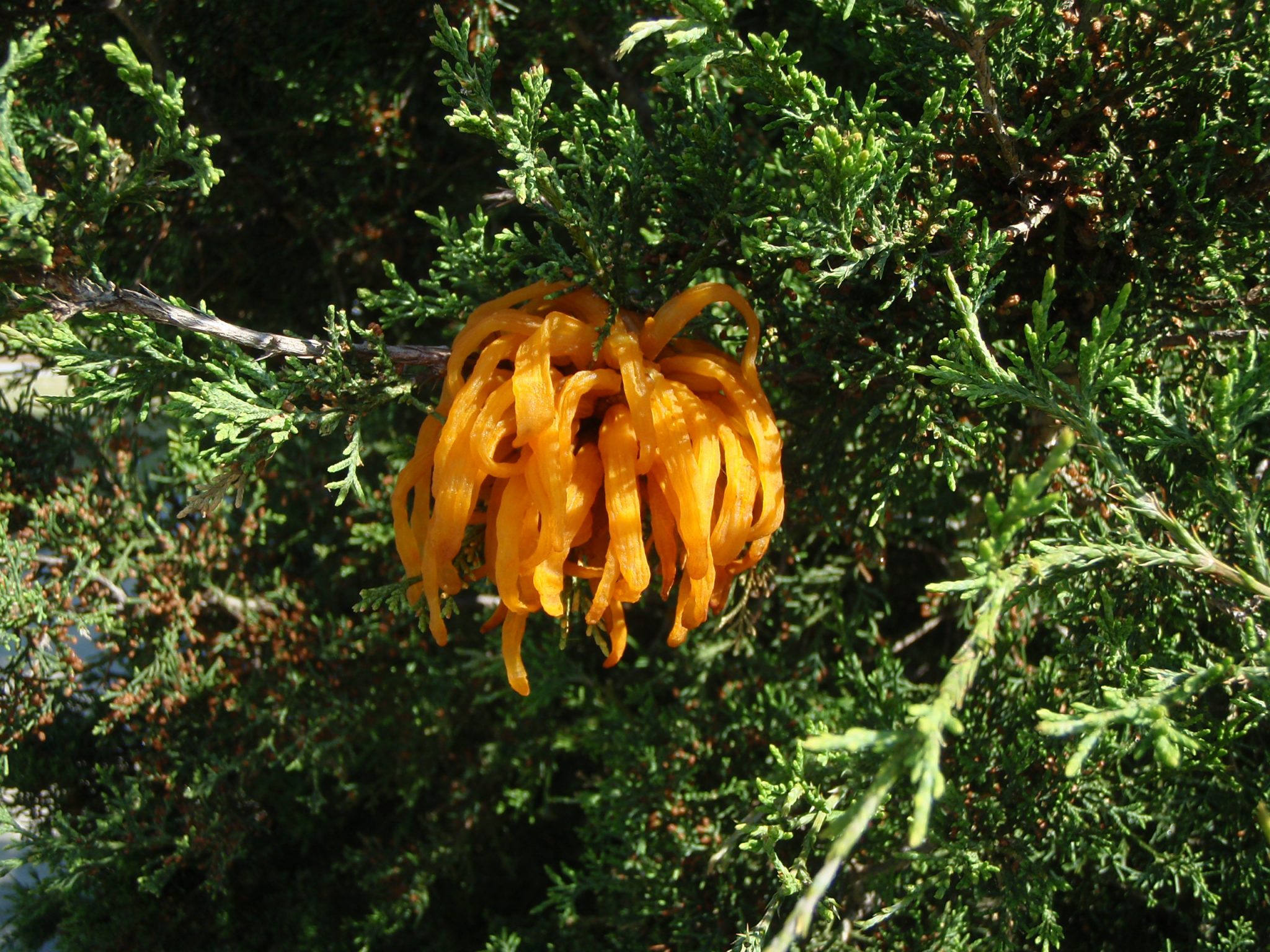 Cedar Apple Rust | Walter Reeves: The Georgia Gardener