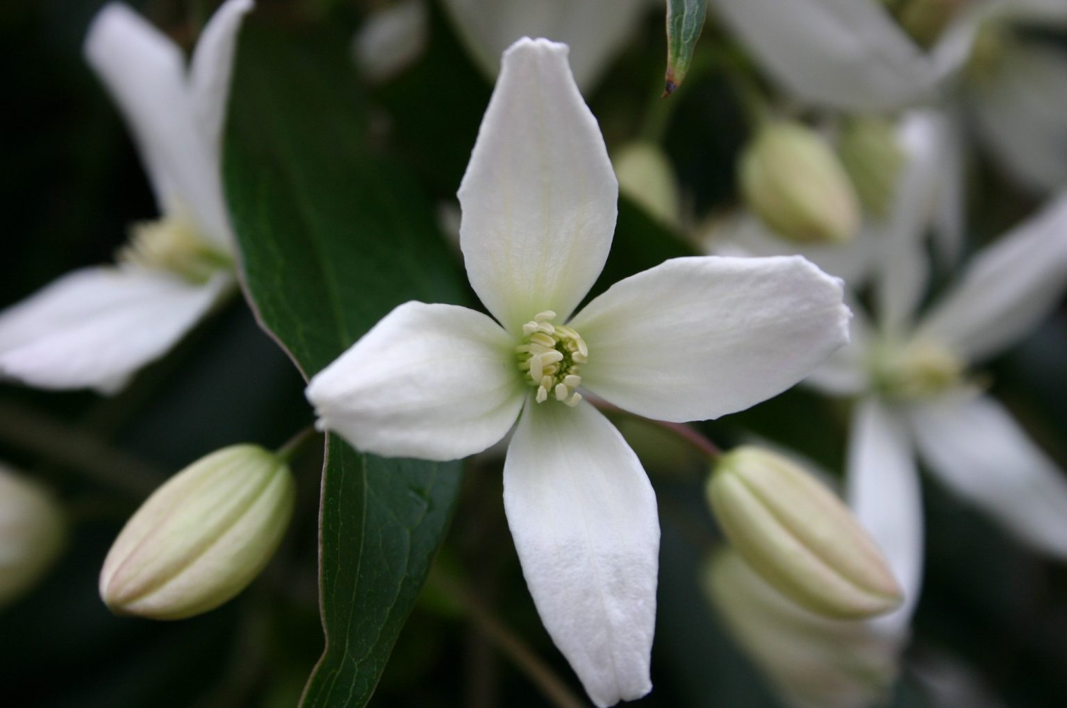 Evergreen Clematis – Wilt | Walter Reeves: The Georgia Gardener