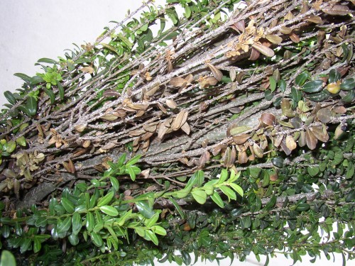 Scale | Walter Reeves: The Georgia Gardener