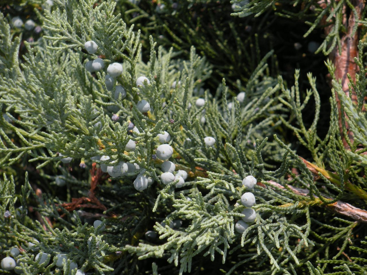 Cardinal – Babies on Nest | Walter Reeves: The Georgia Gardener