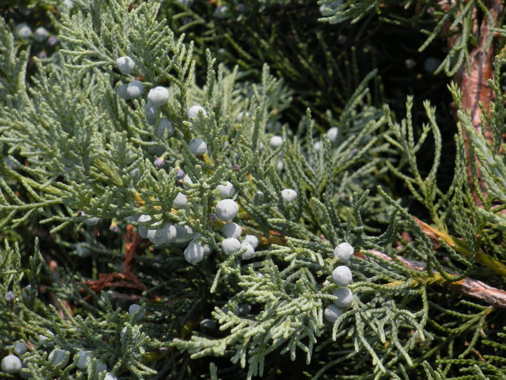Climbing Watermelon Vines | Walter Reeves: The Georgia Gardener