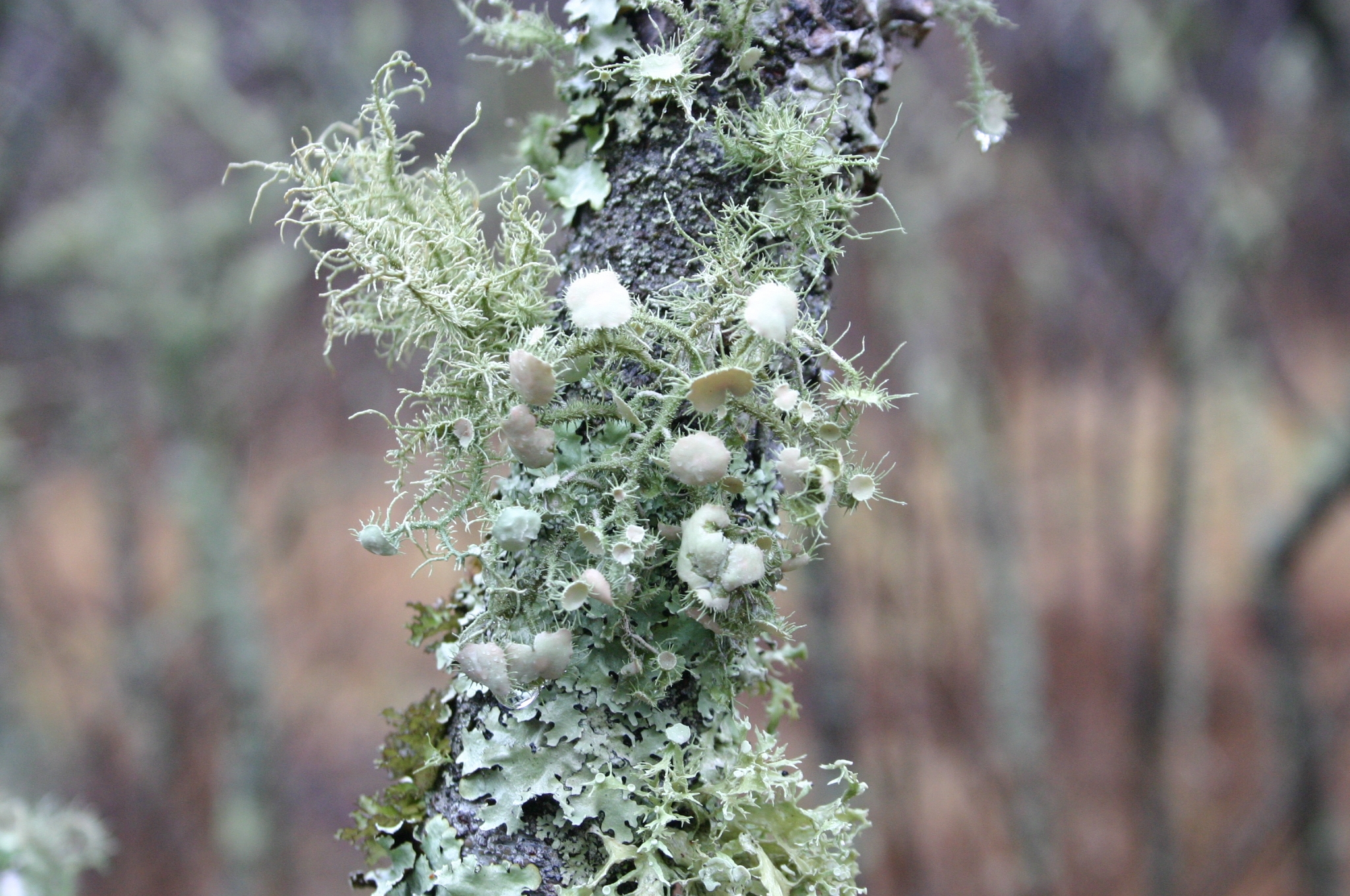 Lichen On Azaleas