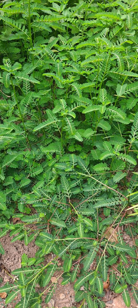 Mimosa Weed Removal Finest Weed Killer For Lawns Within The 2025: Kill