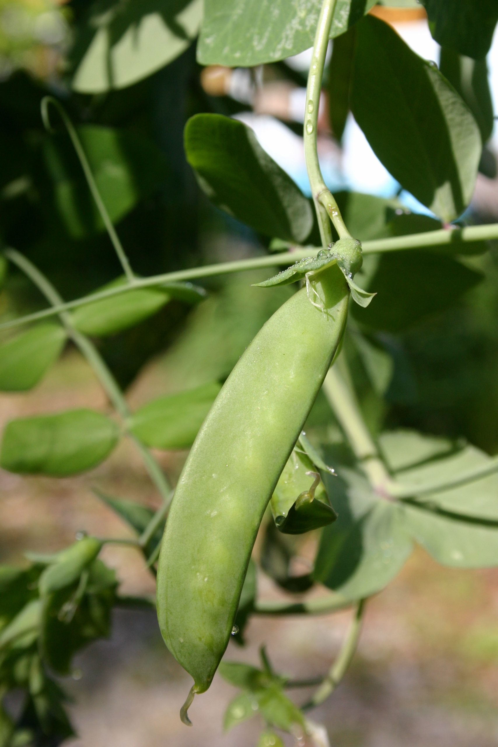 Peas Plant