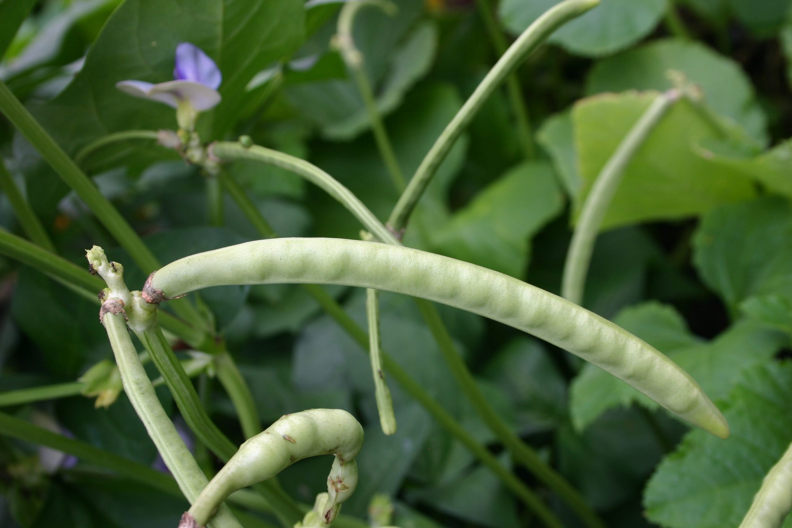 Fertilization In Pea Plants