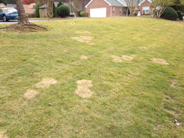 Large Patch Disease – In Zoysia – UGA | Walter Reeves: The Georgia Gardener