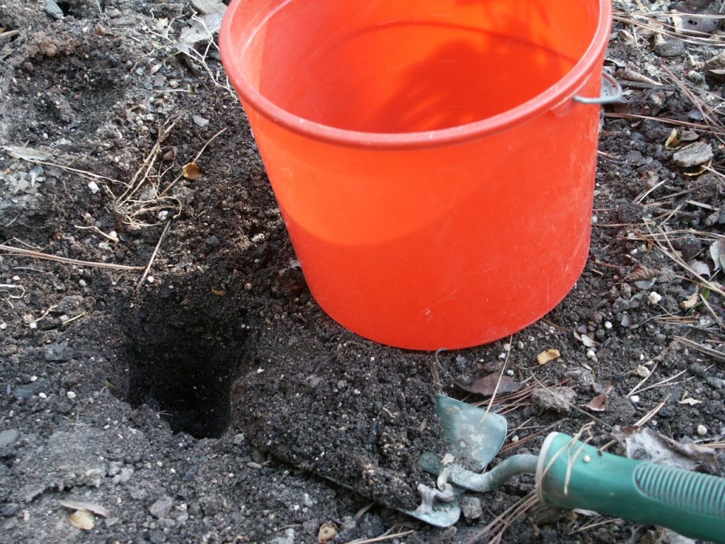 Citrus | Walter Reeves: The Georgia Gardener