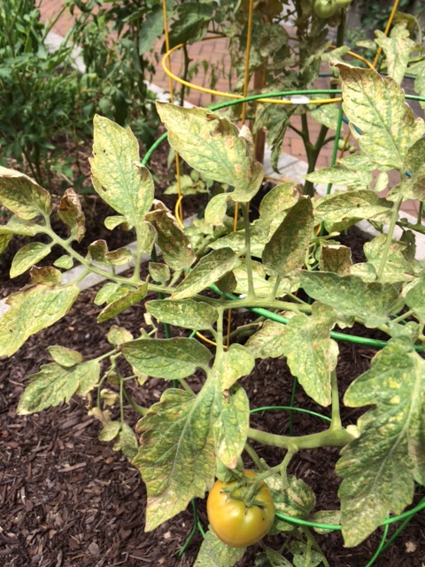 Spider Mites – Control on Tomatoes | Walter Reeves: The Georgia Gardener