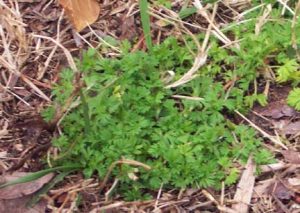 Milkweed – Toxic Sap | Walter Reeves: The Georgia Gardener