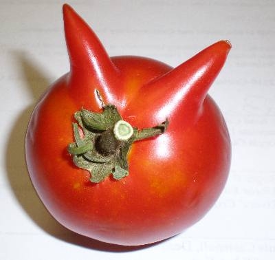 Tomato – "Horns" and "Nose" | Walter Reeves: The Georgia Gardener