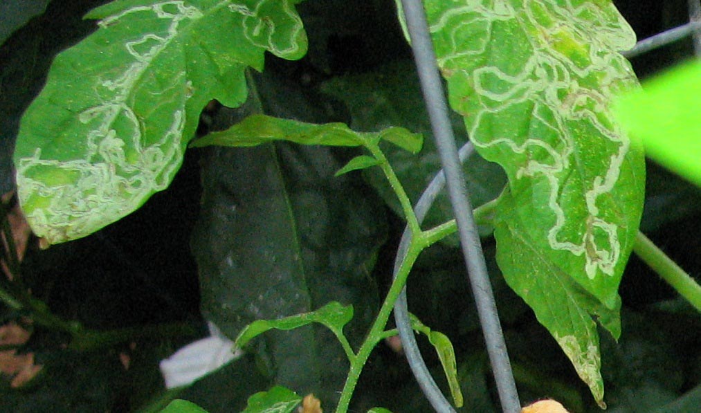 Tomato Plant Leaf Miners at Arlene Ramirez blog