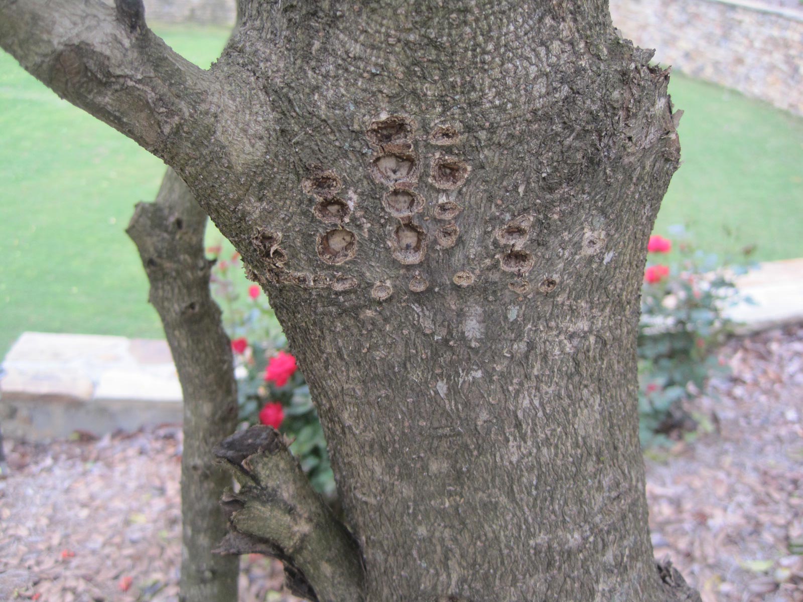 Holly – Insect and Animal Damage to Trunk | Walter Reeves: The Georgia ...