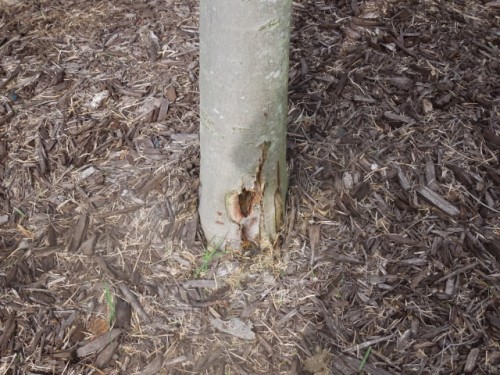 Tree Planted Too Deep – Examples | Walter Reeves: The Georgia Gardener