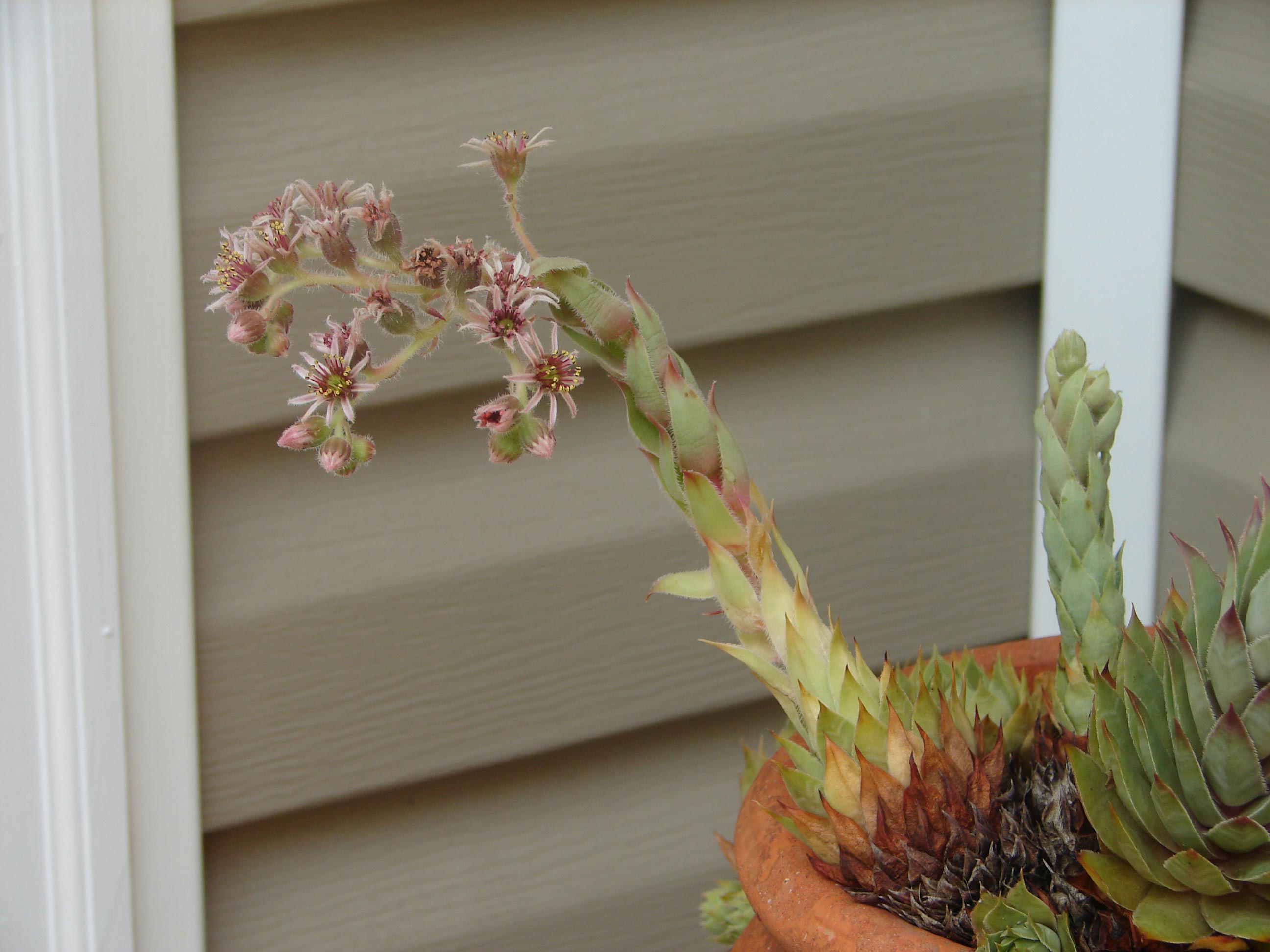 Hen and Chicks – Blooming | Walter Reeves: The Georgia Gardener