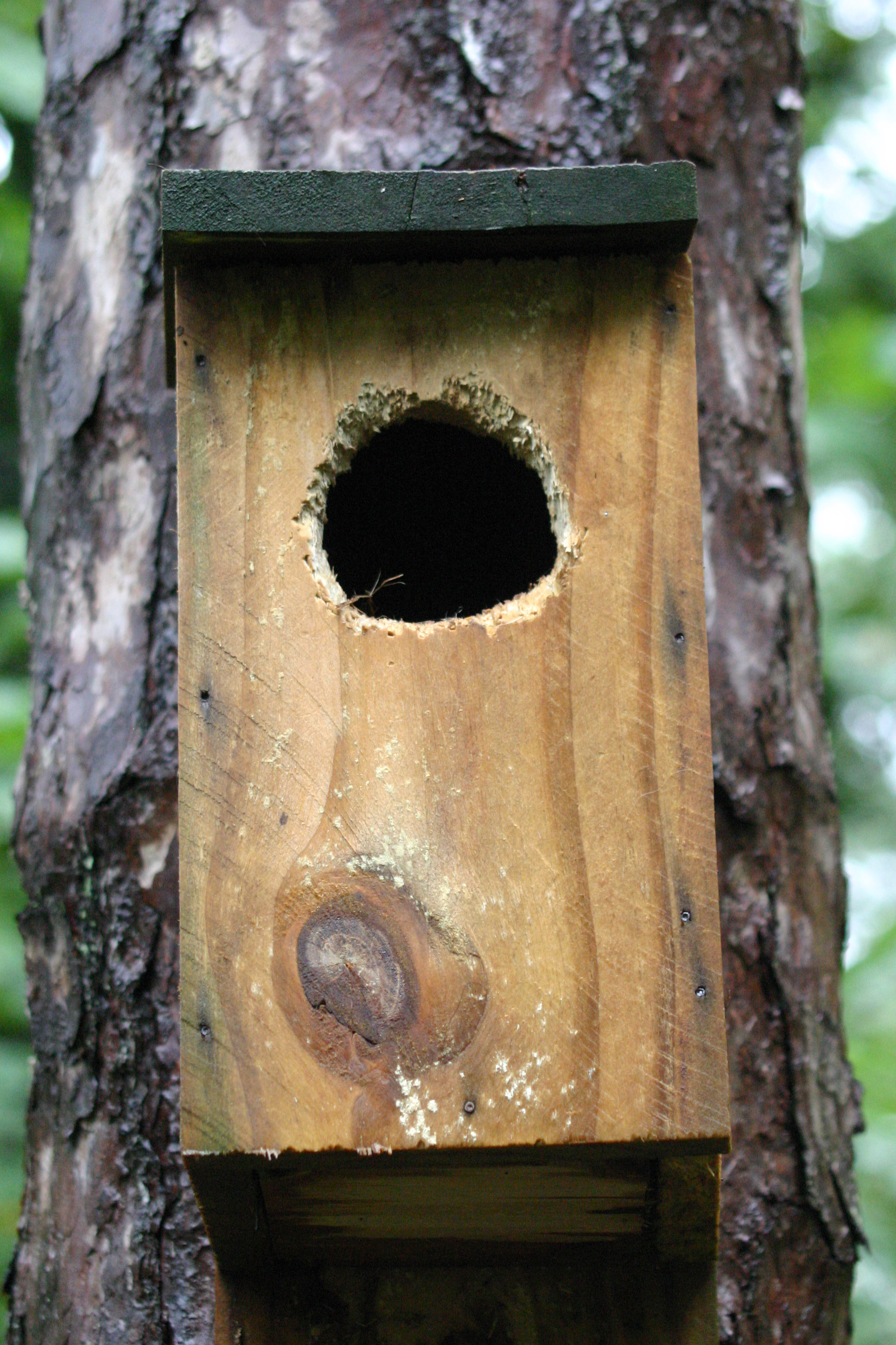 Squirrel – Dumb Things They Chew On | Walter Reeves: The Georgia Gardener