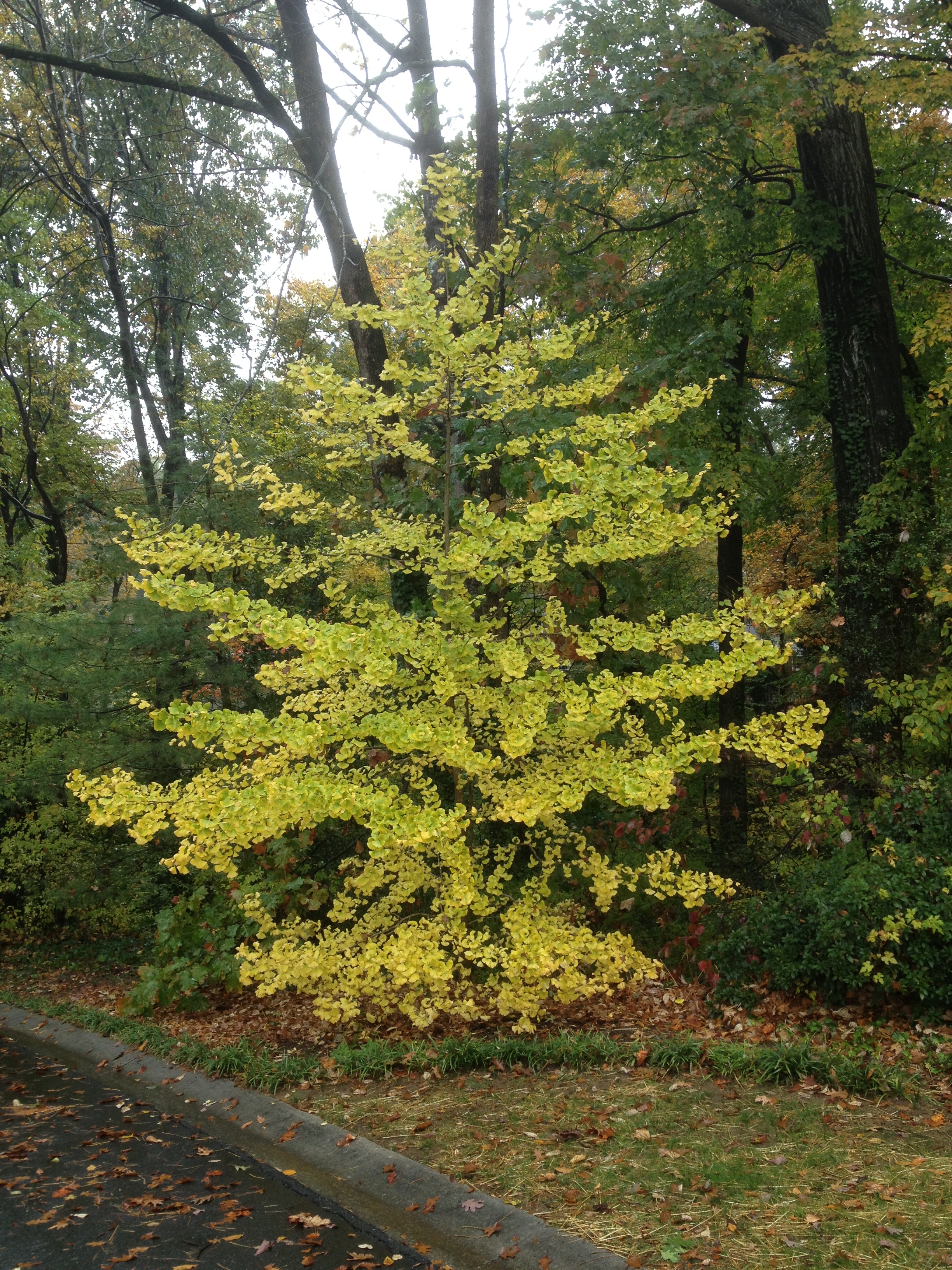 Ginkgo – Champion Outside The High Museum! | Walter Reeves: The Georgia ...