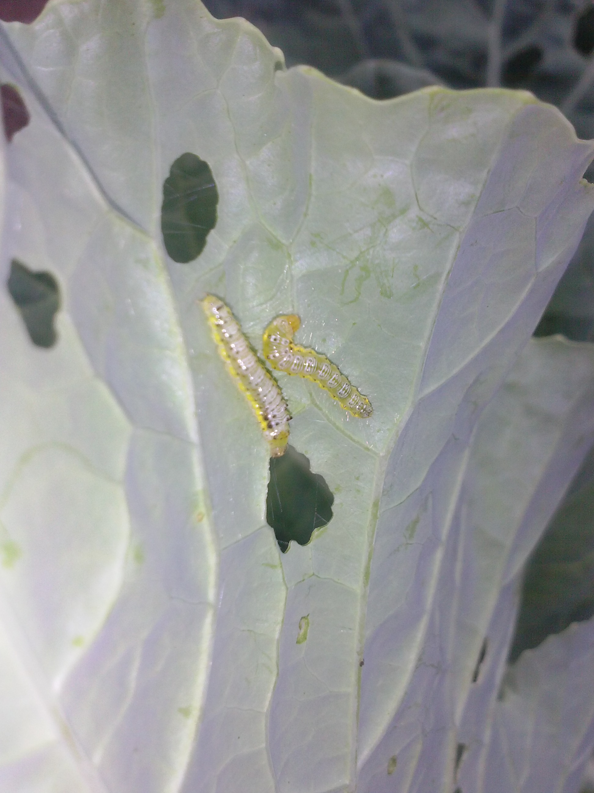 Cabbage Worm (Cabbage Looper) – Control | Walter Reeves: The Georgia ...