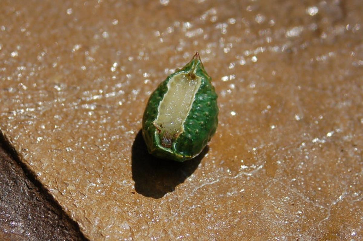Venomous (Poisonous) Caterpillars – Photos | Walter Reeves: The Georgia ...