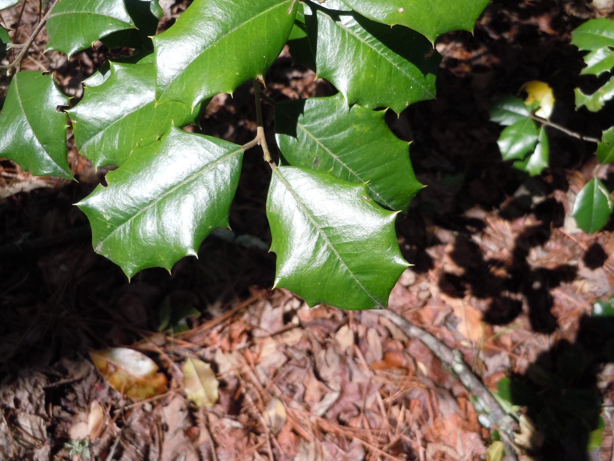 Lists of Native Plants For Georgia | Walter Reeves: The Georgia Gardener