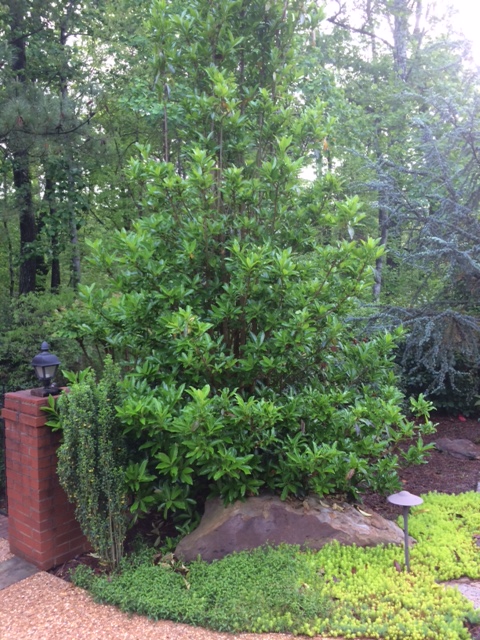 'Chindo' Viburnum – Cold Damage | Walter Reeves: The Georgia Gardener