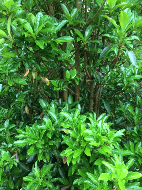 'Chindo' Viburnum – Cold Damage | Walter Reeves: The Georgia Gardener