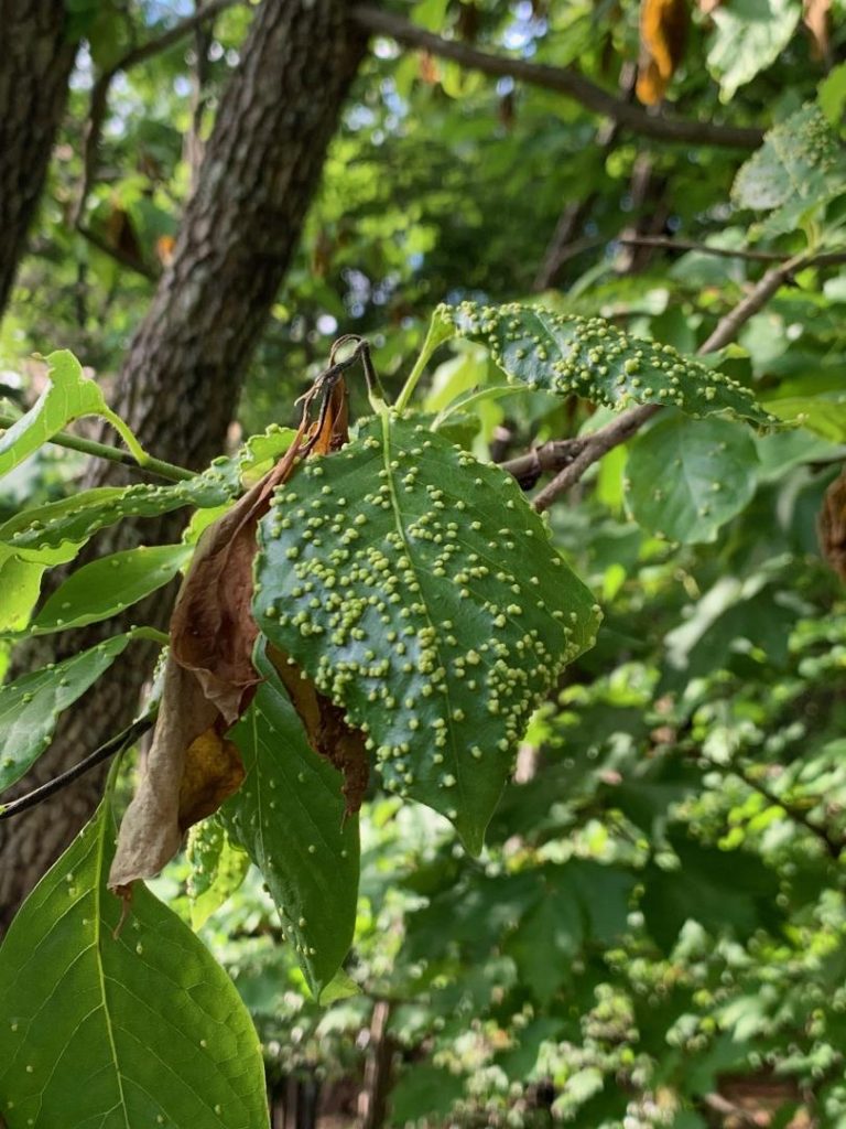 Jumping Oak Galls – Identification | Walter Reeves: The Georgia Gardener