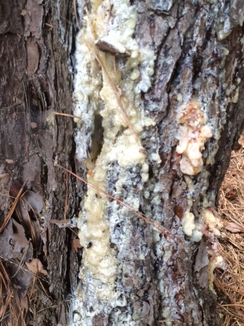 Pine – Pitch Canker Disease | Walter Reeves: The Georgia Gardener