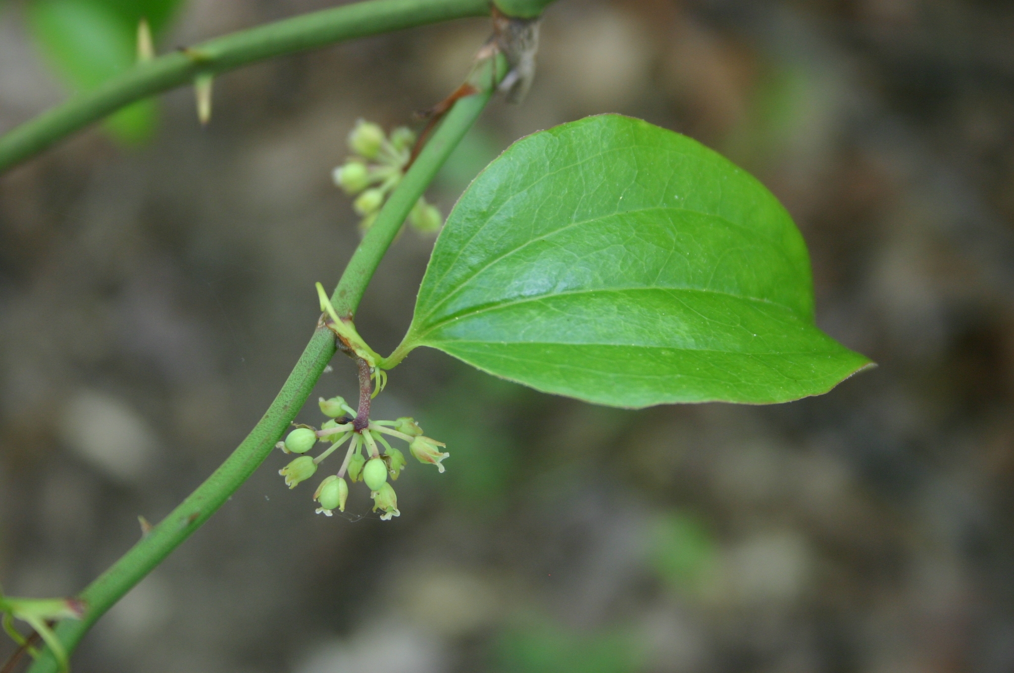 Smilax – Berries | Walter Reeves: The Georgia Gardener
